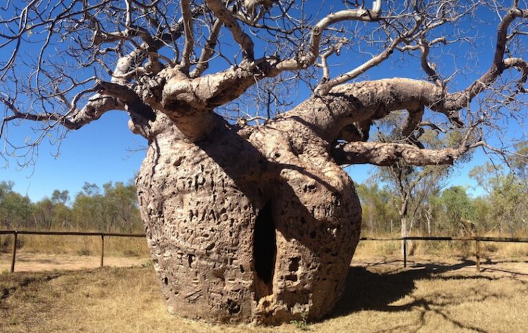 10 Most Famous Trees in the World (+Photos) - Touropia