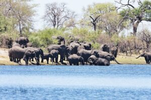 Into the Vast, Untamed Beauty of Namibia’s National Parks (+Map) - Touropia