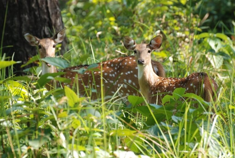 These National Parks Prove Nepal Is One of the World’s Great Nature ...