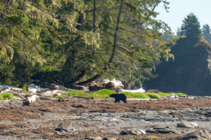 12 Best Things to do in Olympic National Park, Washington (+Map) - Touropia