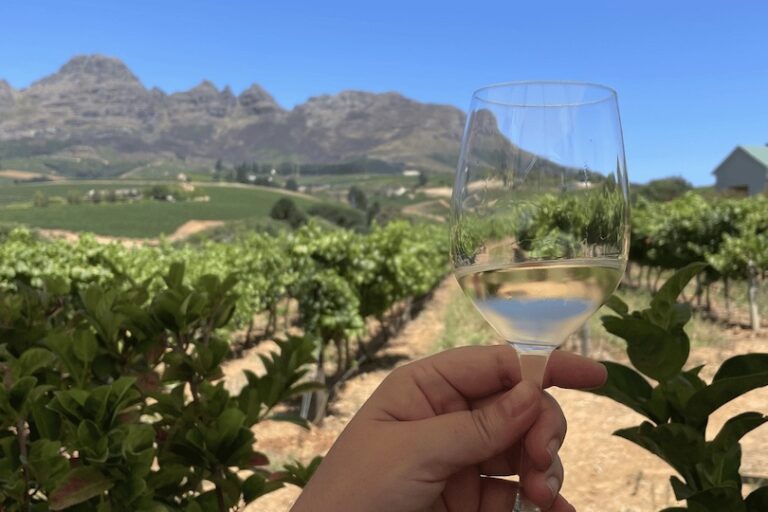 The 6 Top Wines in South Africa and Where To Try Them (+Photos) - Touropia