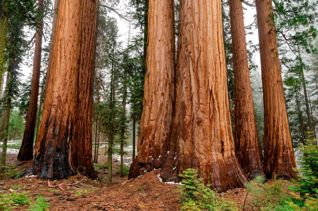 Walk Among Giants: Sequoia and Kings Canyon National Parks (+Photos ...