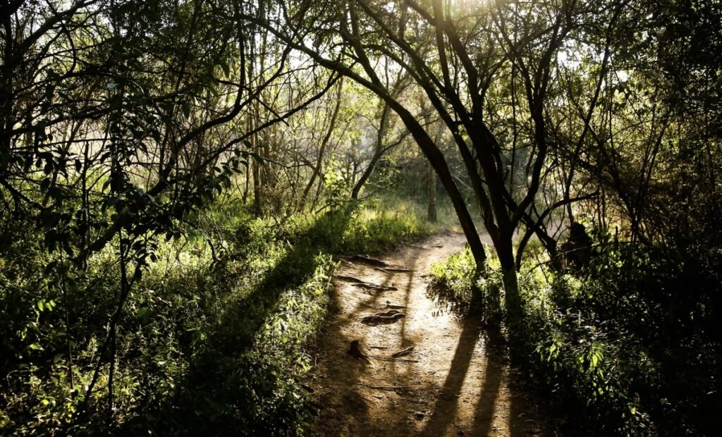 7 Ways to Discover Gauteng: South Africa’s Place of Gold (+Photos ...