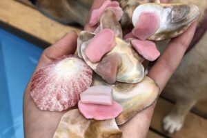 Explore Jeffreys Bay: Things to do in South Africa’s Surfing Capital ...