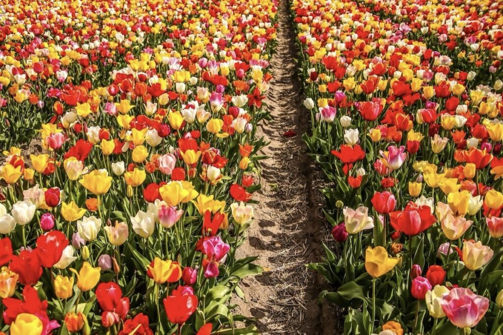 Your Quintessential Guide To Seeing The Tulip Fields in Holland ...