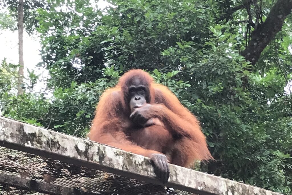 Where You Can See Orangutans, Climb a Mountain, and Snorkel in One Trip ...