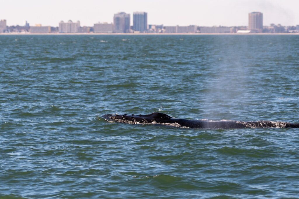 9 Best U.S. Destinations for Whale Watching (+Photos) - Touropia