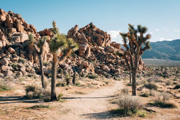 9 Best Desert National Parks in the U.S. (+Photos) - Touropia