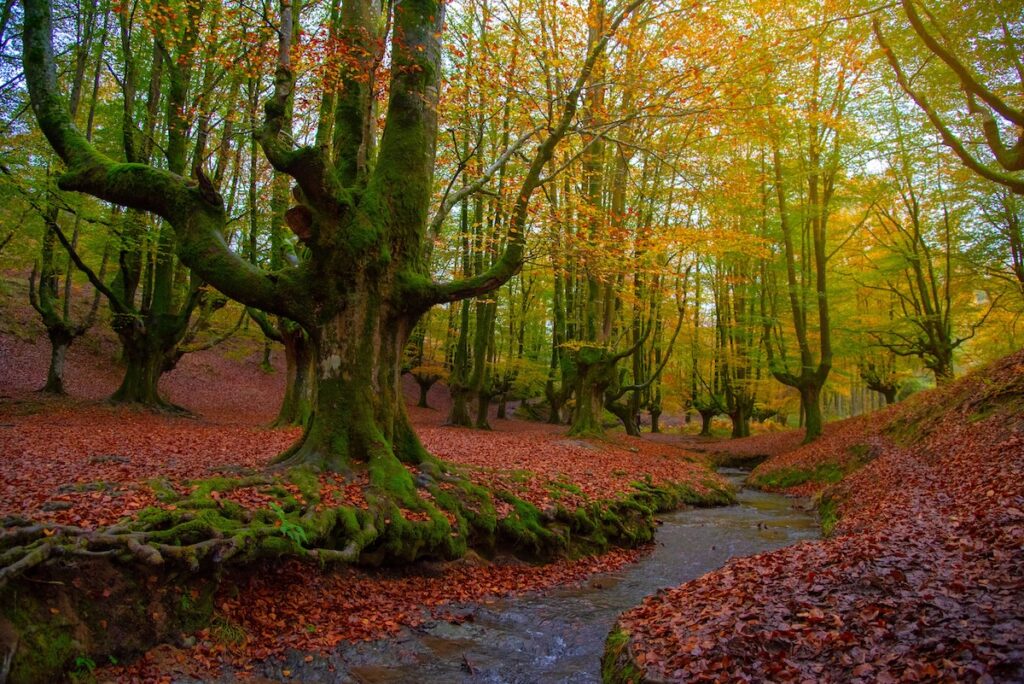 17 Mysterious Forests Straight Out of a Fantasy World (+Photos) - Touropia